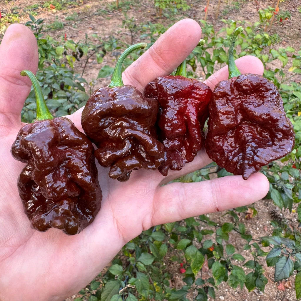 Bismark Chocolate Long - Seeds – Shortcake Farms "The Seed Vault"