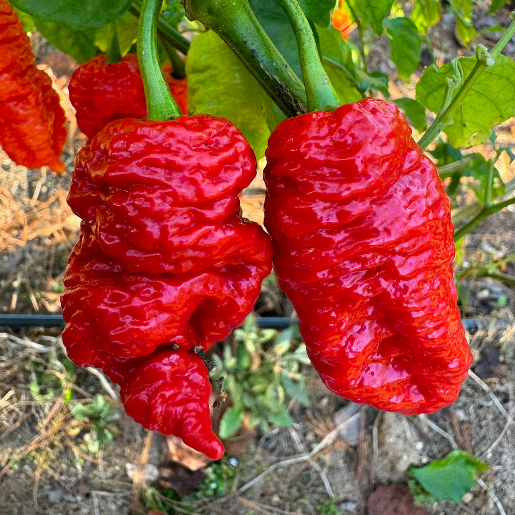 Best Sellers - Super Hot Pepper Seed Combo Pack (12 Varieties) - Seeds ...