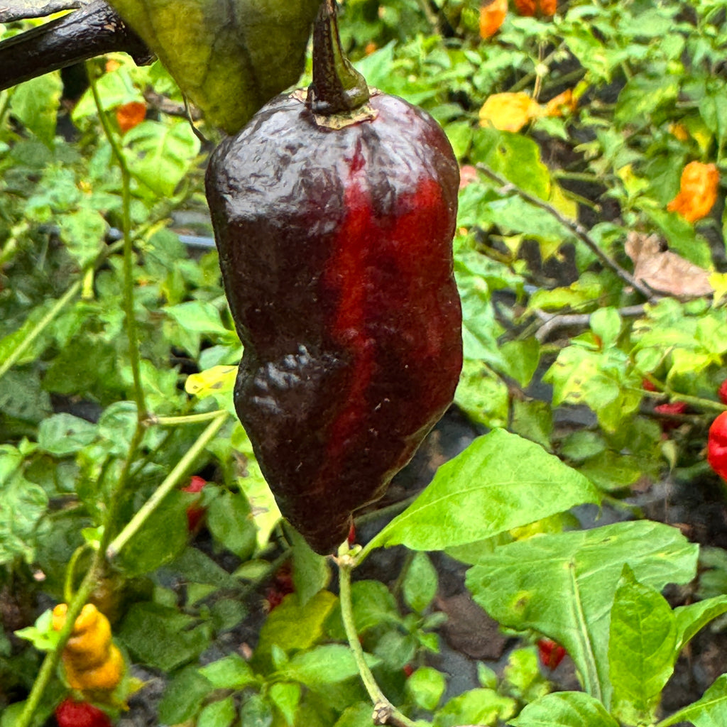 Jay's Pink x Leopard Reaper - Seeds – Shortcake Farms "The Seed Vault"