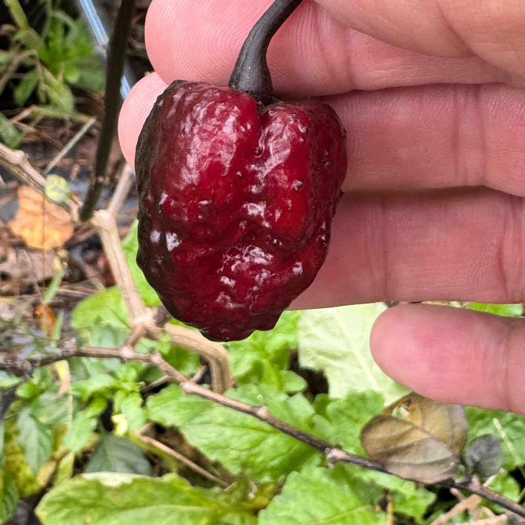 Jay's Pink x Leopard Reaper - Seeds – Shortcake Farms "The Seed Vault"