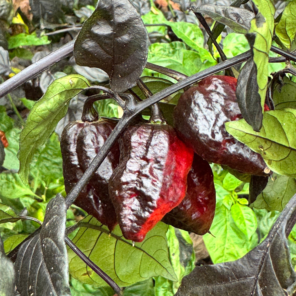 Jay's Pink x Leopard Reaper - Seeds – Shortcake Farms "The Seed Vault"