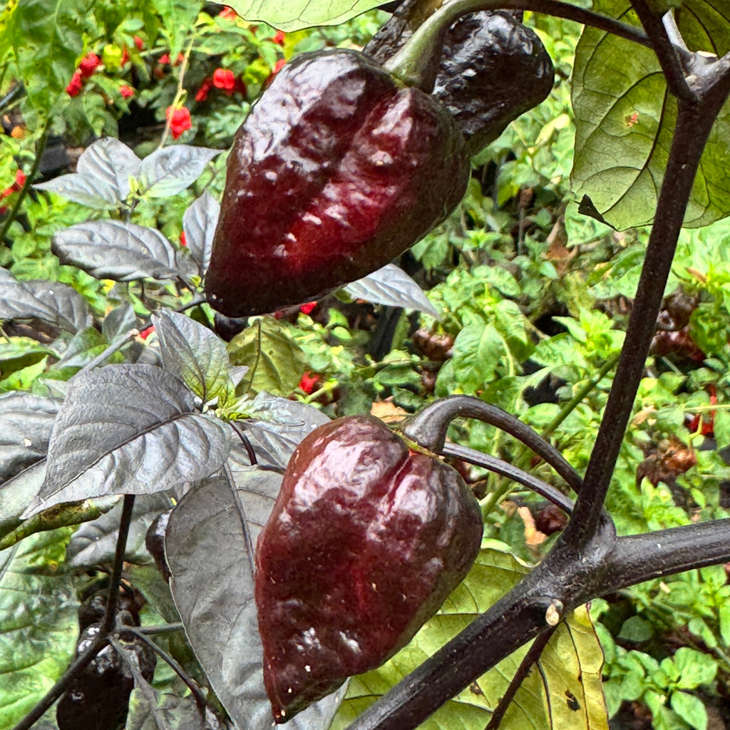 Jay's Pink x Leopard Reaper - Seeds – Shortcake Farms "The Seed Vault"