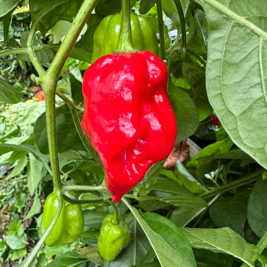 Mayan Red Habanero - Seeds – Shortcake Farms "The Seed Vault"
