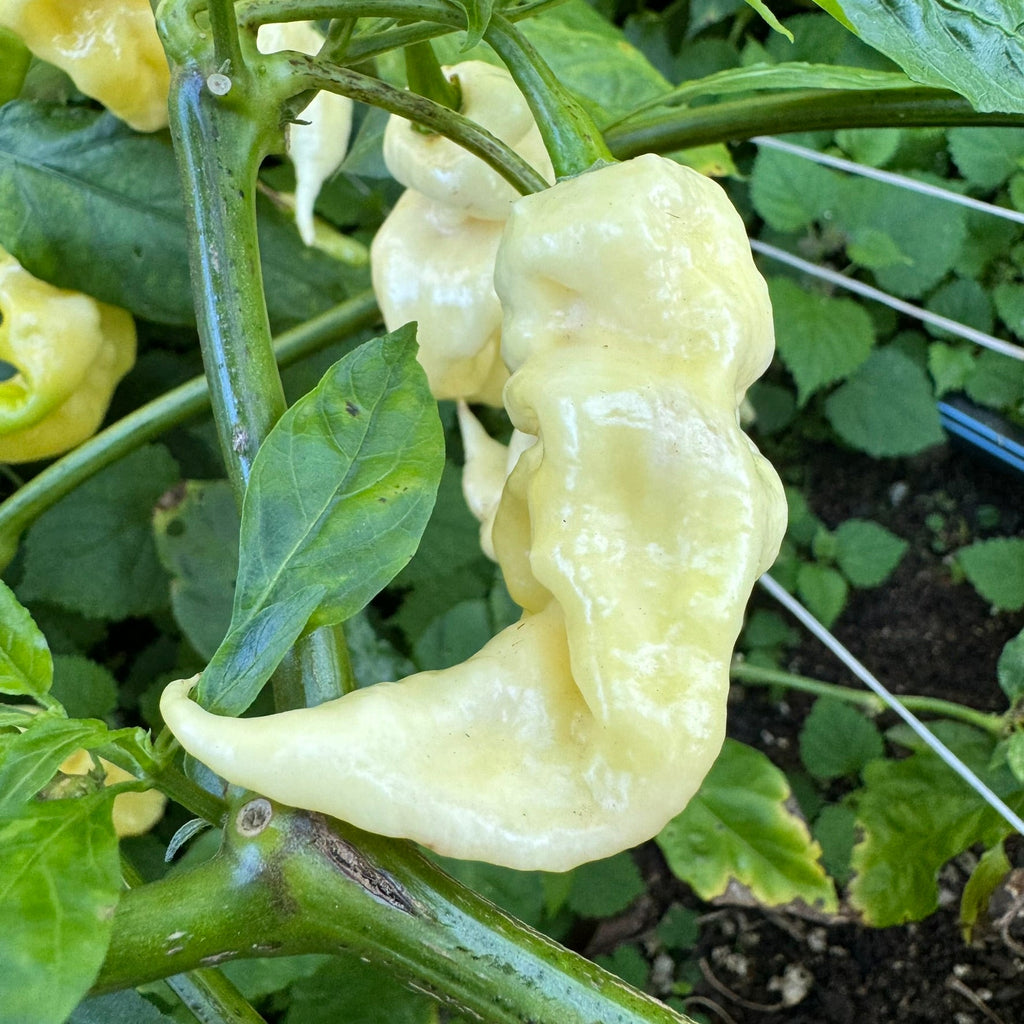 White Knight - Seeds – Shortcake Farms "The Seed Vault"