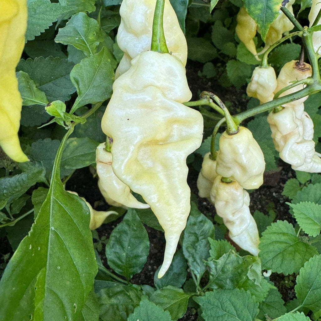 White Knight - Seeds – Shortcake Farms "The Seed Vault"