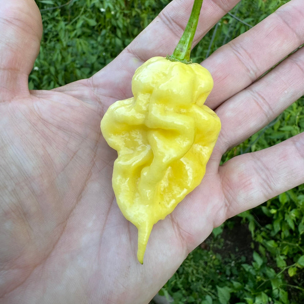 White Knight - Seeds – Shortcake Farms "The Seed Vault"