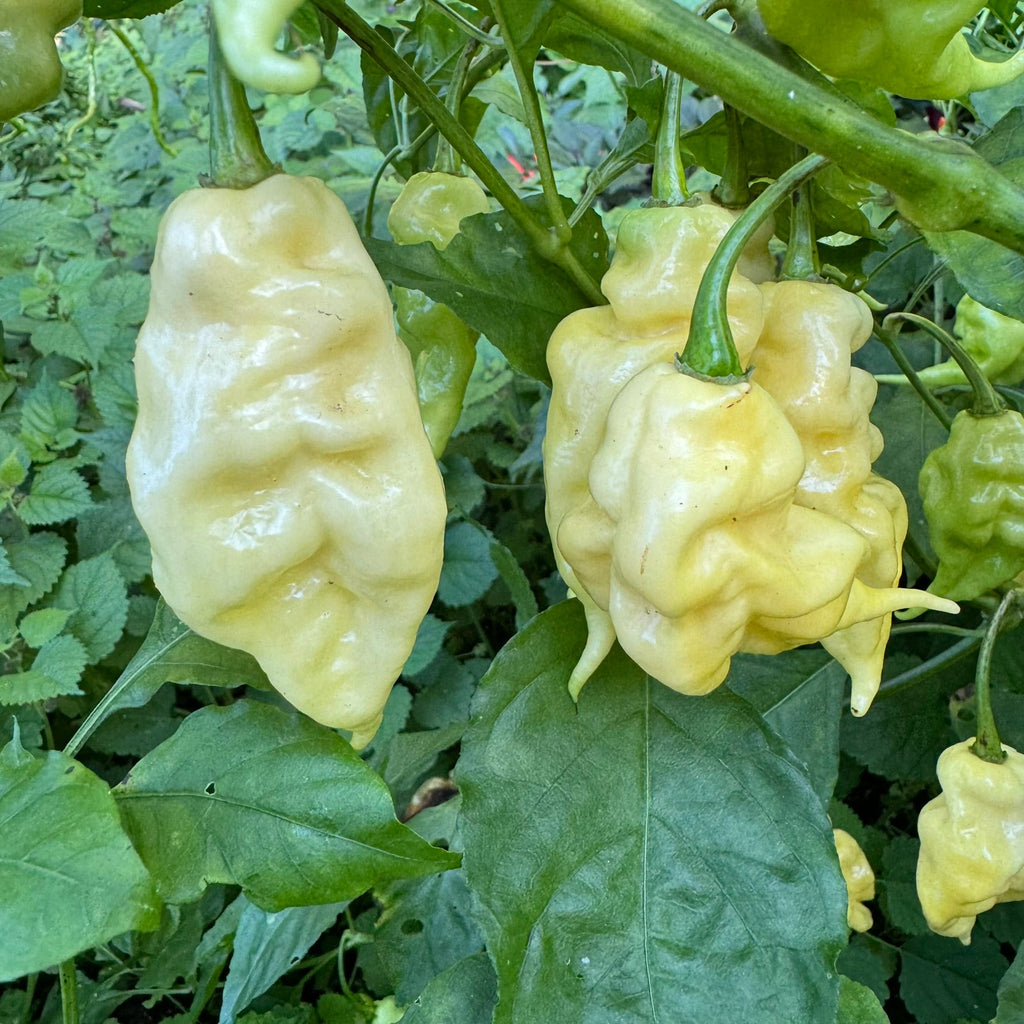 White Knight - Seeds – Shortcake Farms "The Seed Vault"