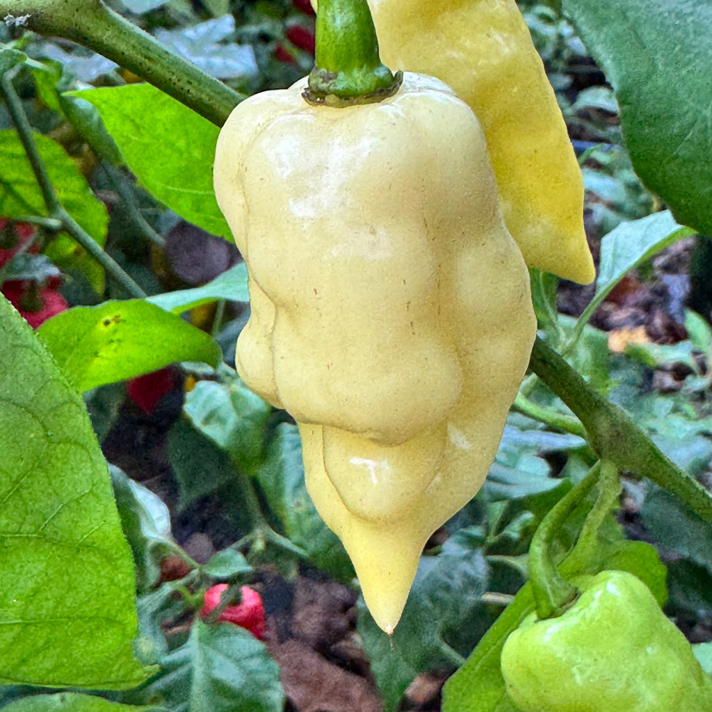 Bingo White - Seeds – Shortcake Farms "The Seed Vault"