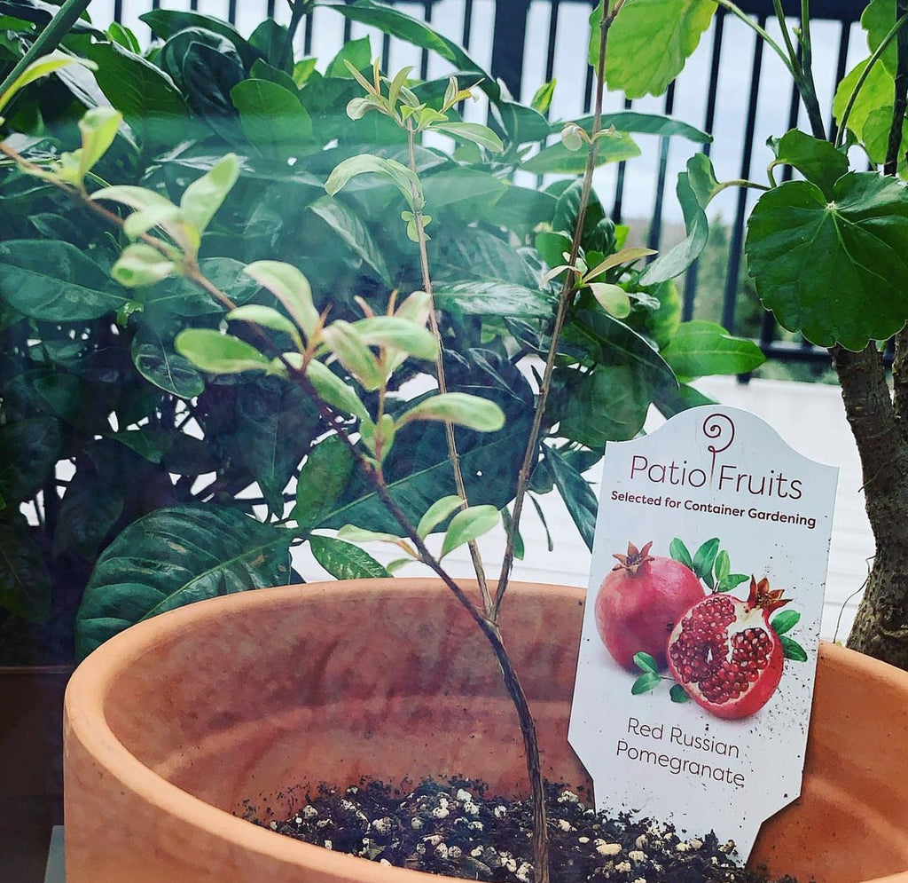 Red Russian Dwarf Pomegranate Live Fruit Tree – Shortcake Farms