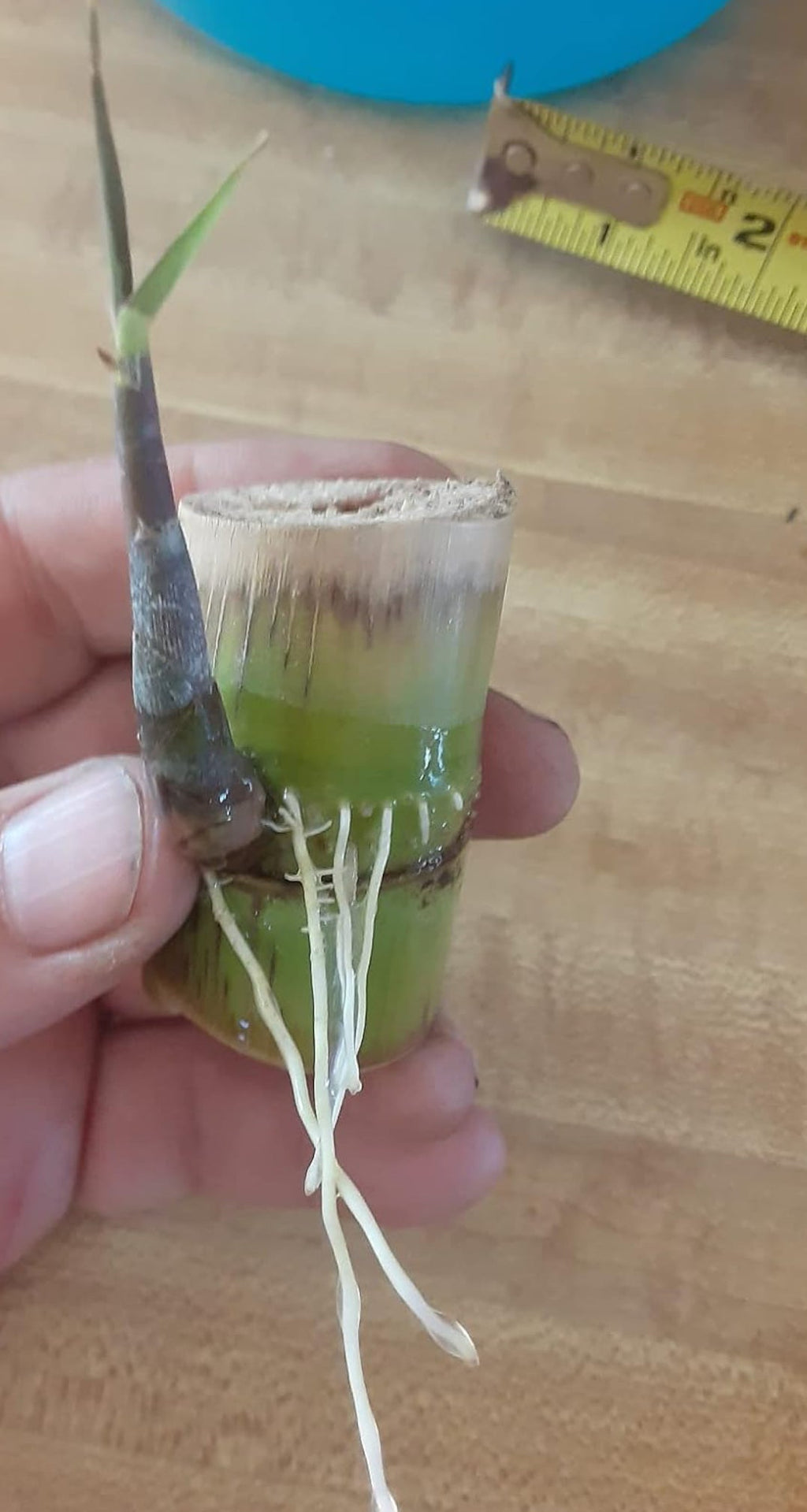 PREORDER Rooted Sugar Cane Nodes for Planting – Shortcake Farms