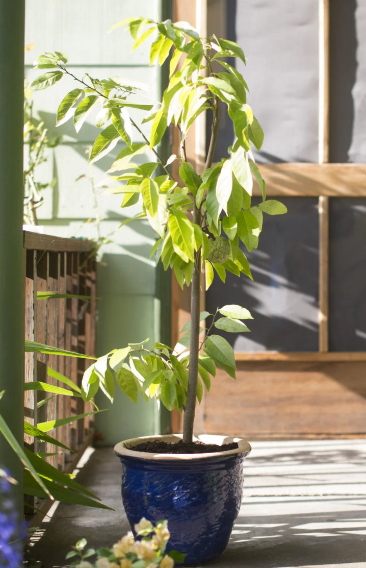 Soursop Tree 2.25 Gallon – Shortcake Farms