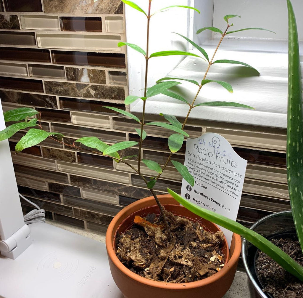 Red Russian Dwarf Pomegranate Live Fruit Tree – Shortcake Farms