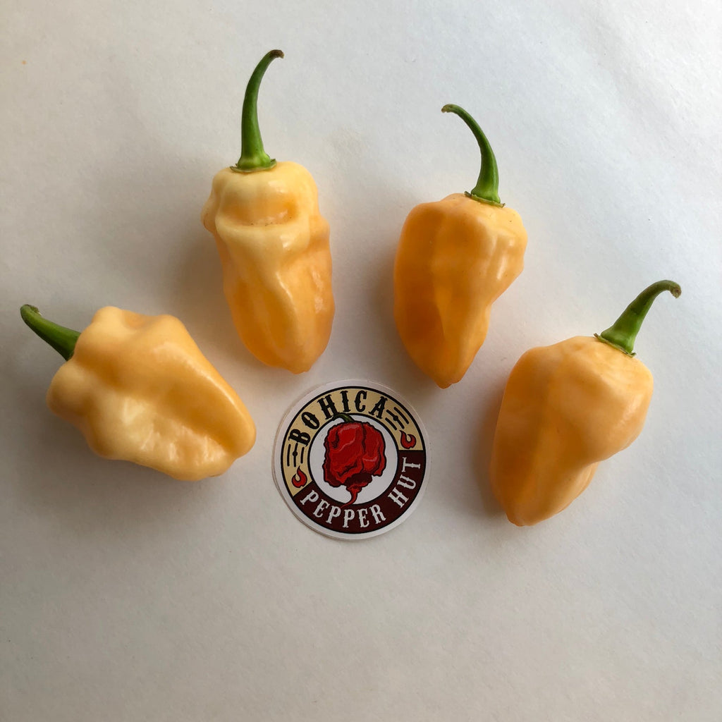 Peaches N Cream Ghost - Seeds – Shortcake Farms "The Seed Vault"