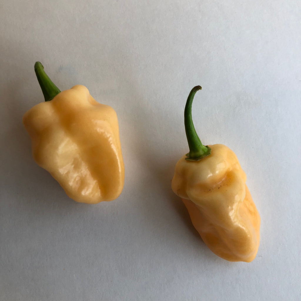 Peaches N Cream Ghost - Seeds – Shortcake Farms "The Seed Vault"