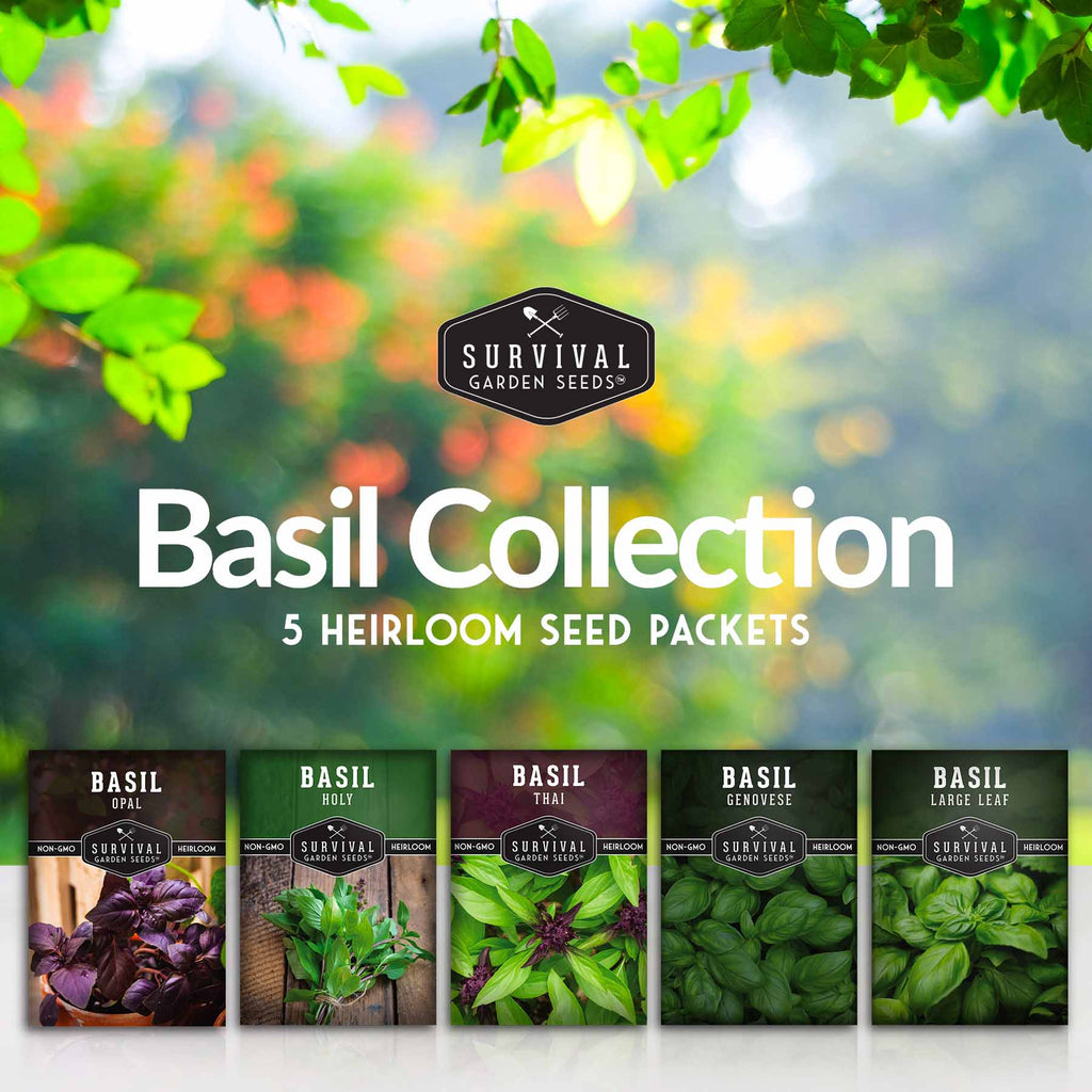 5 Basil Seed Collection – Genovese, Holy (Tulsi), Large Leaf, Opal & T ...
