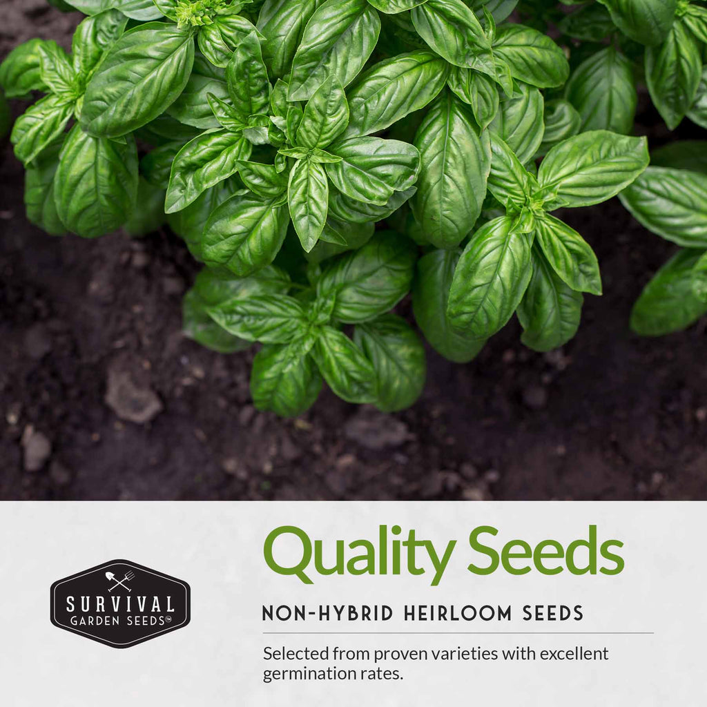 5 Basil Seed Collection – Genovese, Holy (Tulsi), Large Leaf, Opal & T ...