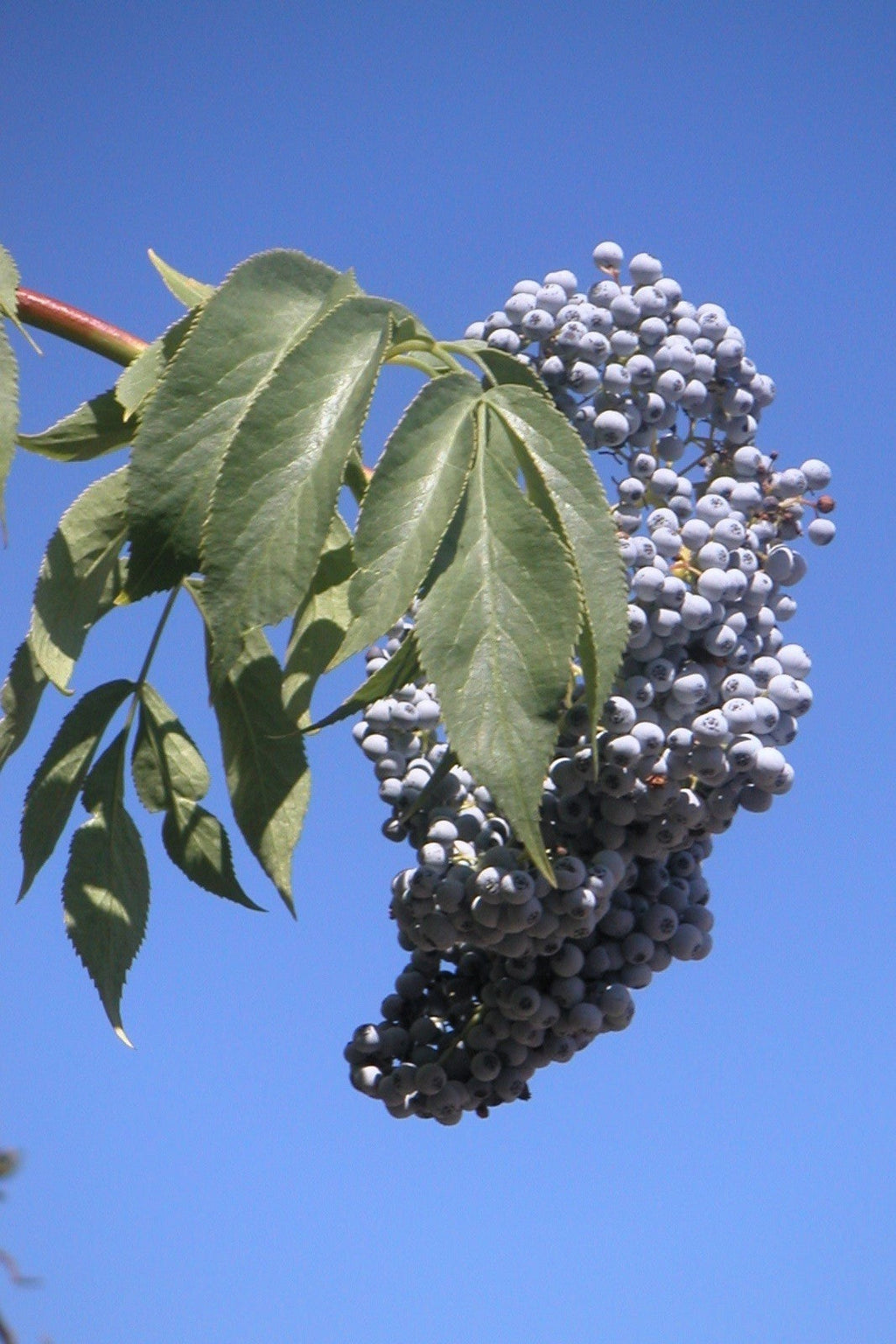 50 BLUE ELDERBERRY Sambucus Cerulea Arizona Blue Elder Tree Shrub Frui ...
