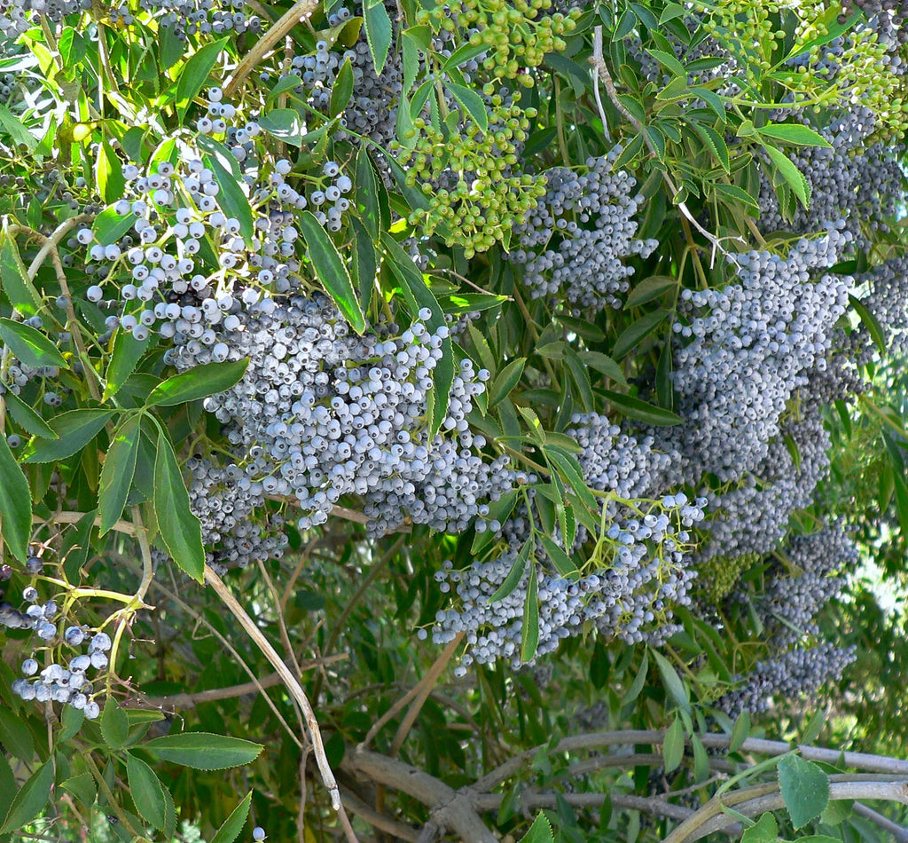 50 BLUE ELDERBERRY Sambucus Cerulea Arizona Blue Elder Tree Shrub Frui ...