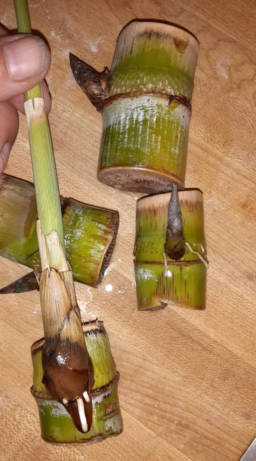 PREORDER Rooted Sugar Cane Nodes for Planting – Shortcake Farms