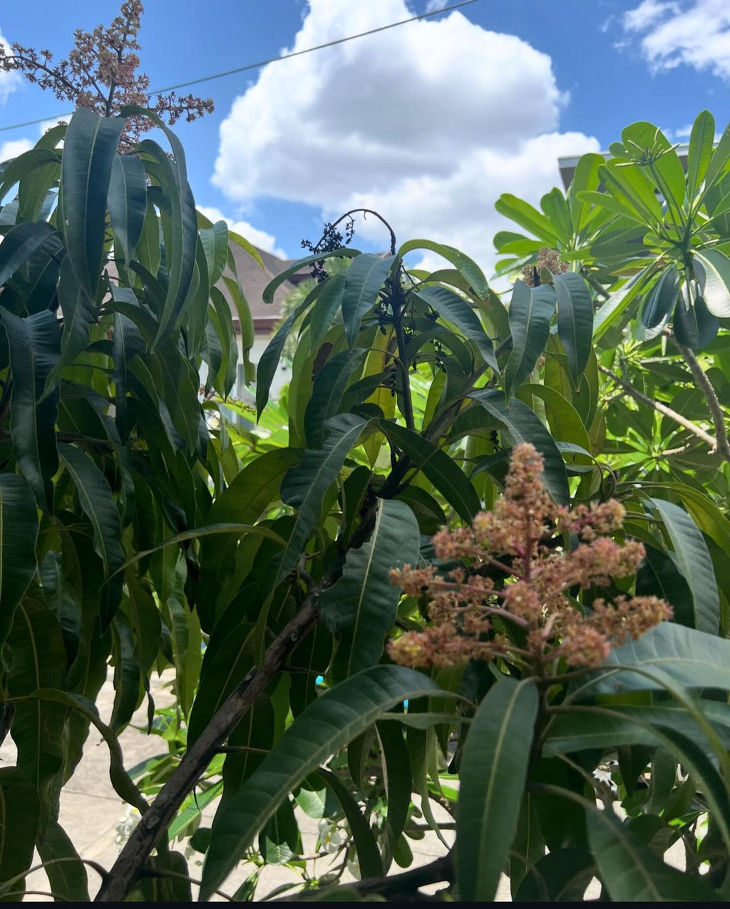 Dwarf Haden Mango Fruit Tree – Shortcake Farms