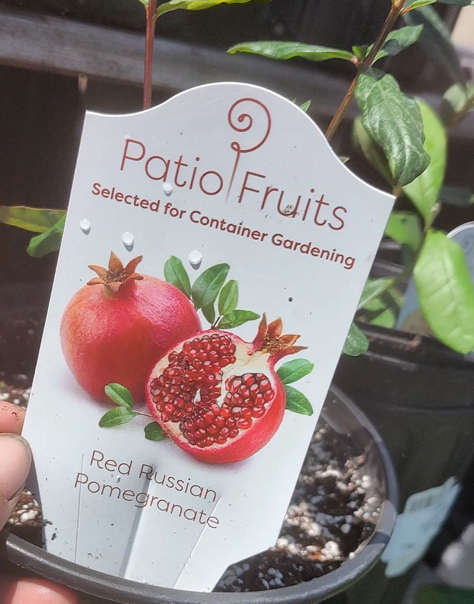 Red Russian Dwarf Pomegranate Live Fruit Tree – Shortcake Farms