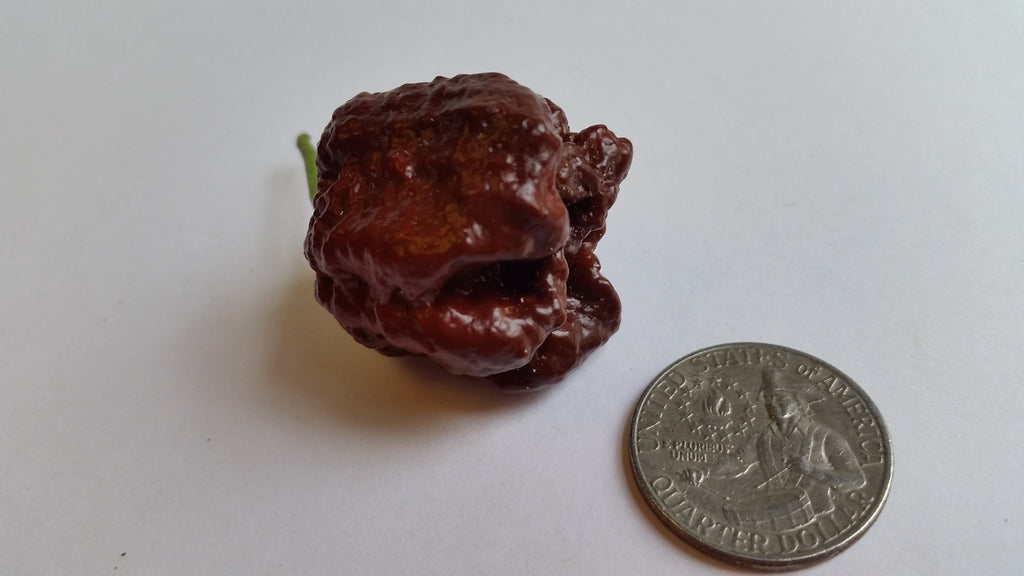 Chocolate Reaper - Seeds – Shortcake Farms