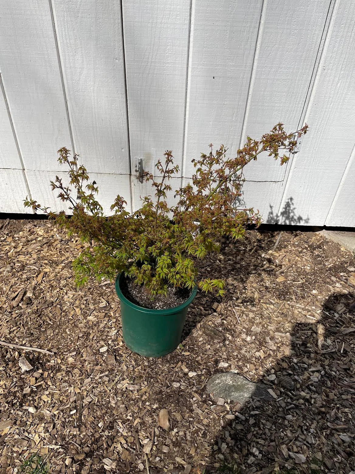 Acer Palmatum 'Kiyohime Yatsubusa' Dwarf – Shortcake Farms "The Seed Vault"