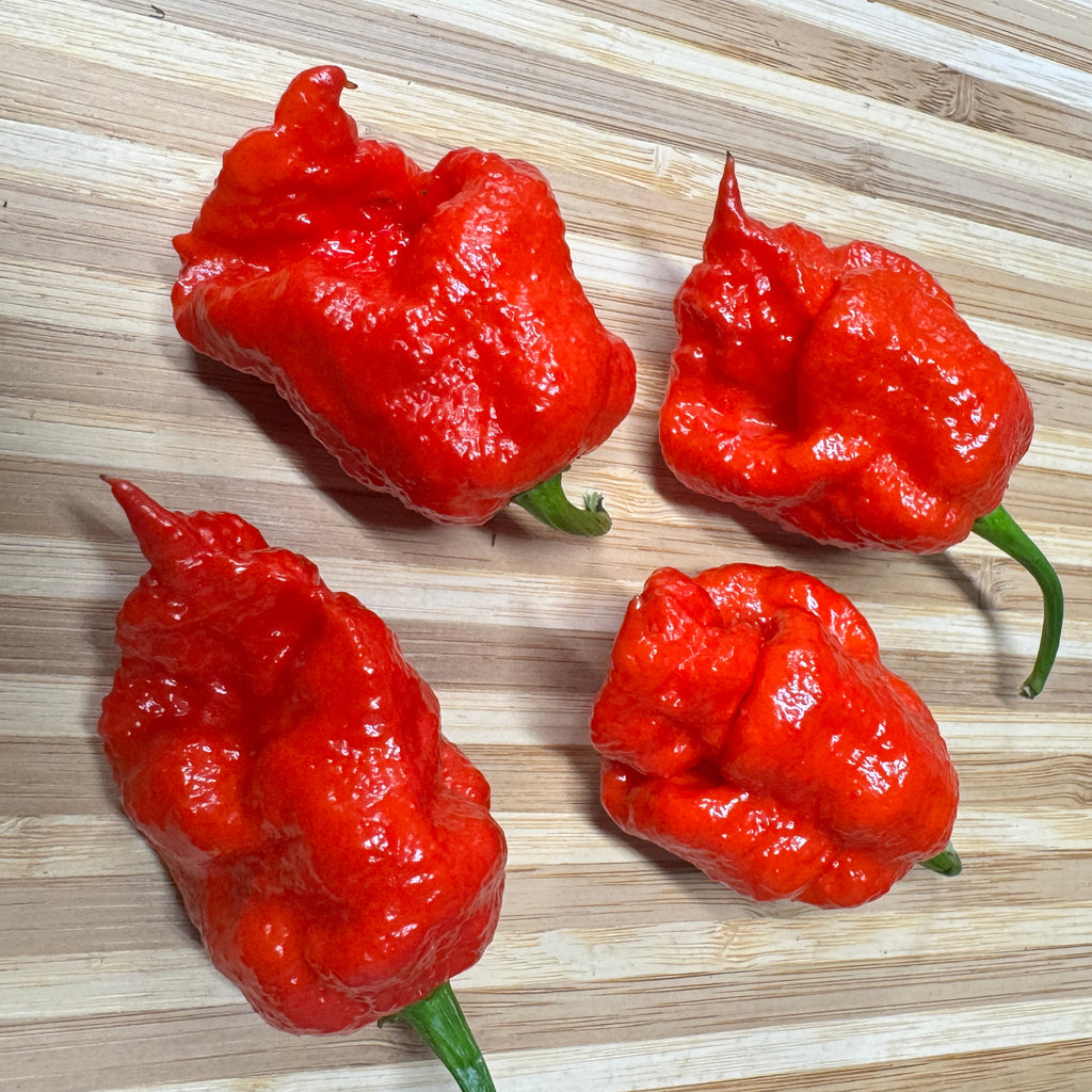 Apocalypse Scorpion - Seeds – Shortcake Farms "The Seed Vault"