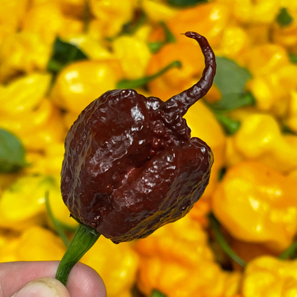 Chocolate Reaper - Seeds – Shortcake Farms "The Seed Vault"