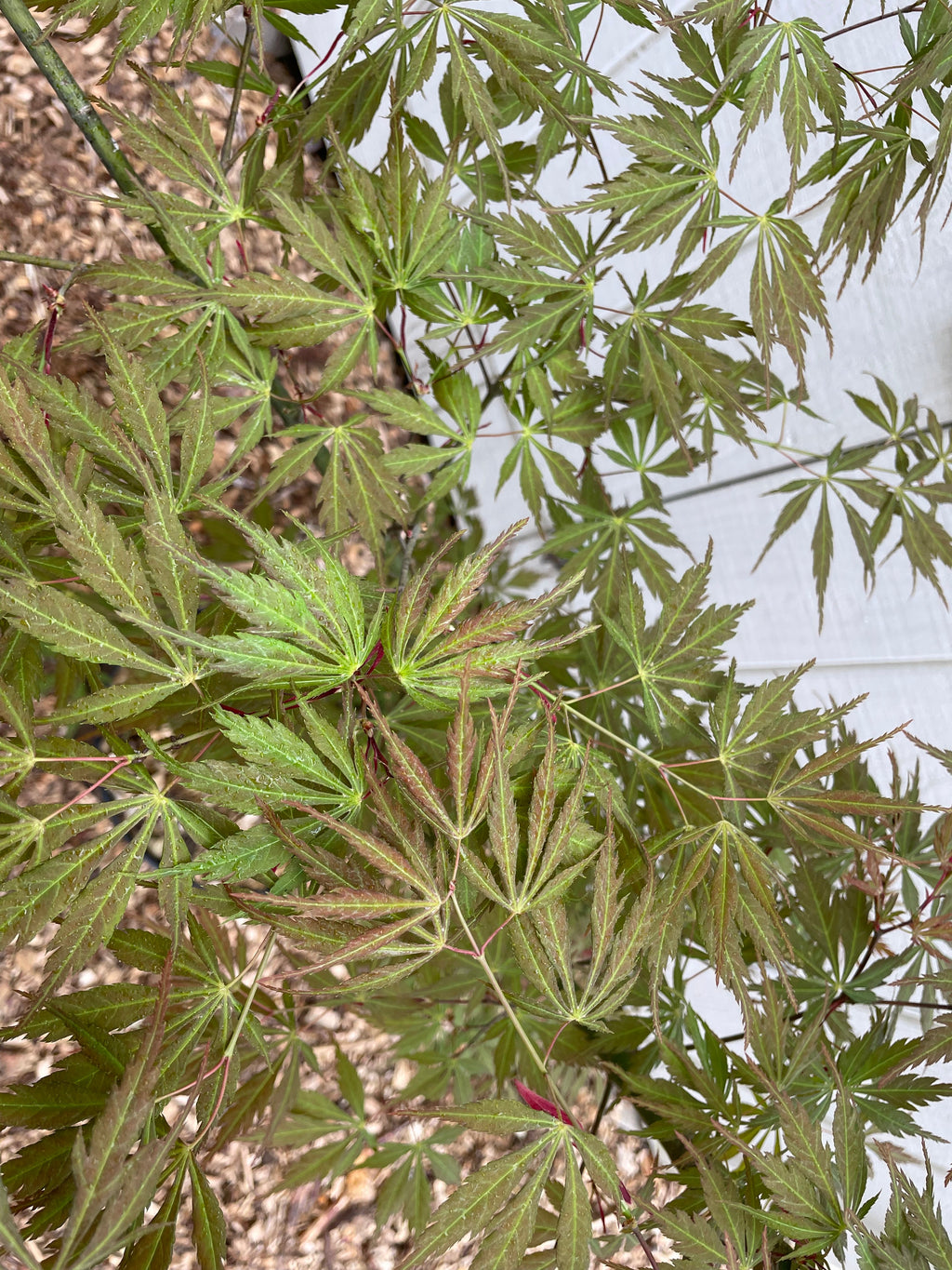 Acer palmatum 'Fascination' Japanese Maple Tree – Shortcake Farms "The ...