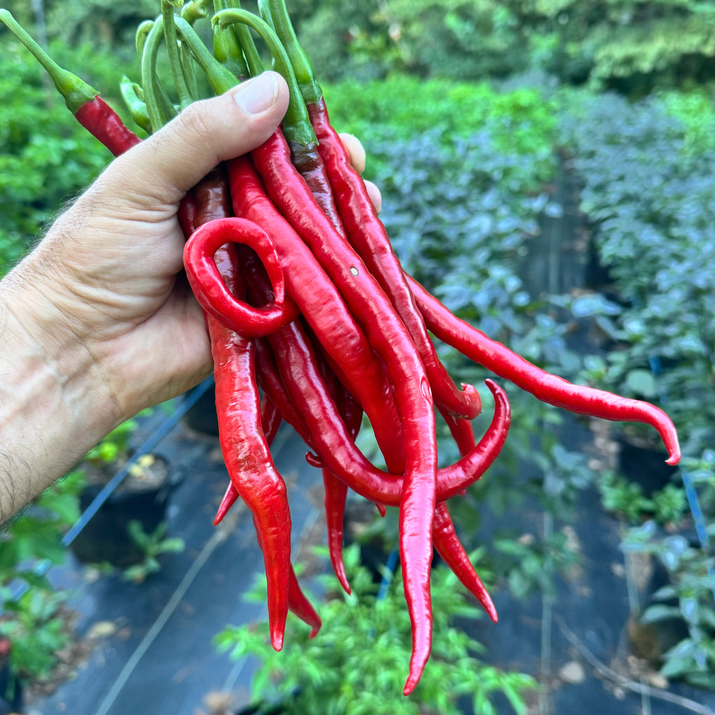 Joes Long Cayenne - Seeds – Shortcake Farms "The Seed Vault"