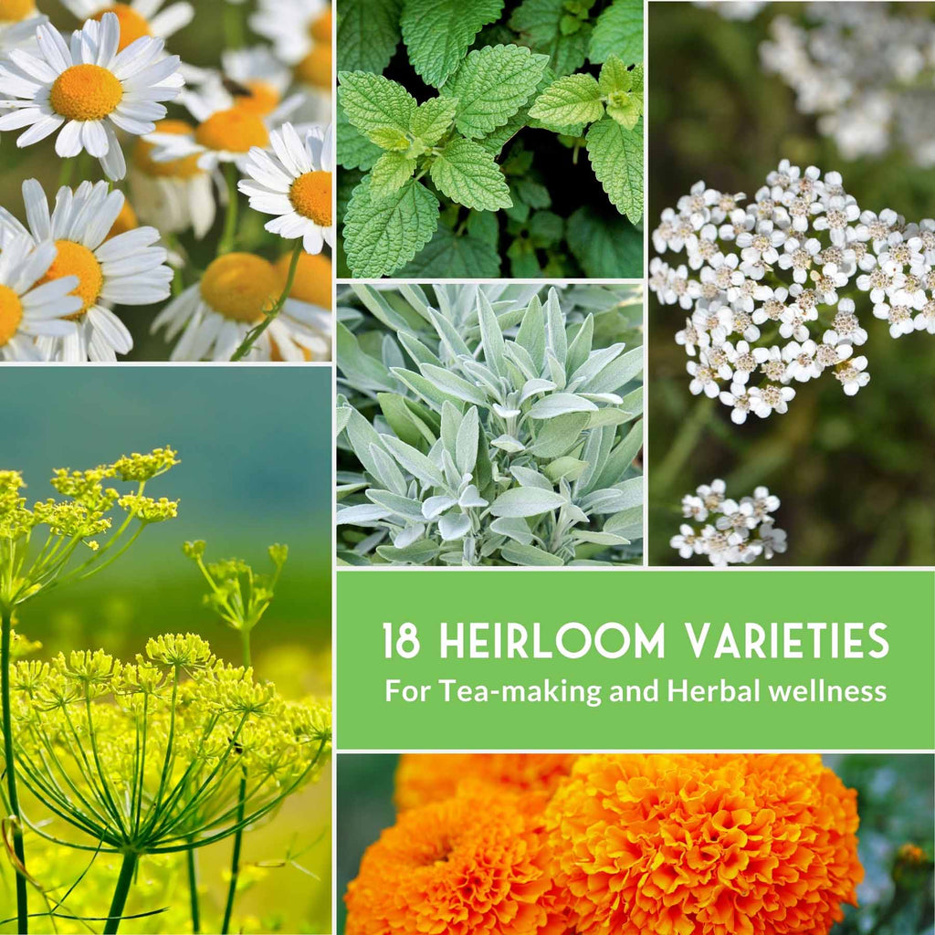 Medicinal Herb Seeds Collection – 18 Heirloom Non-GMO Herbs for Wellne ...