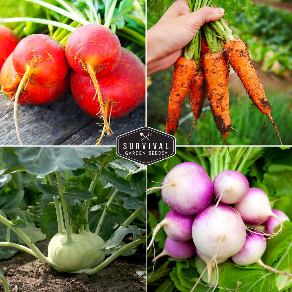 Root Vegetable Seed Collection – Cool-Season Carrots, Turnips, Radishe ...