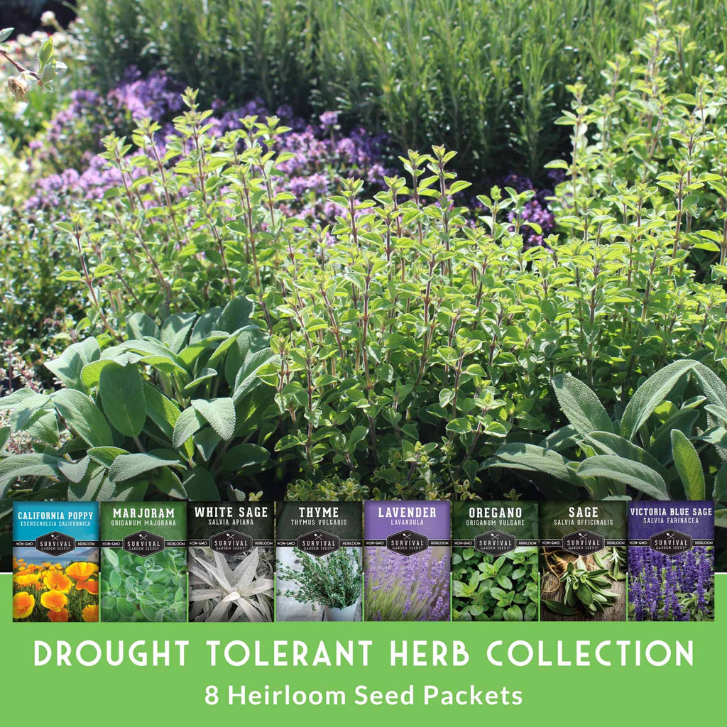Drought-Tolerant Herb & Flower Seed Kit – 8 Full-Sun, Xeriscape-Friend ...
