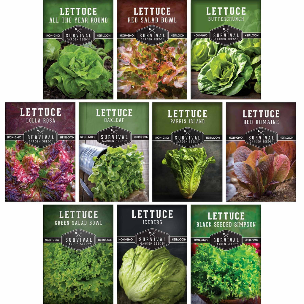 10 Lettuce Seed Collection – Looseleaf, Romaine, Butterhead & Crisphea ...