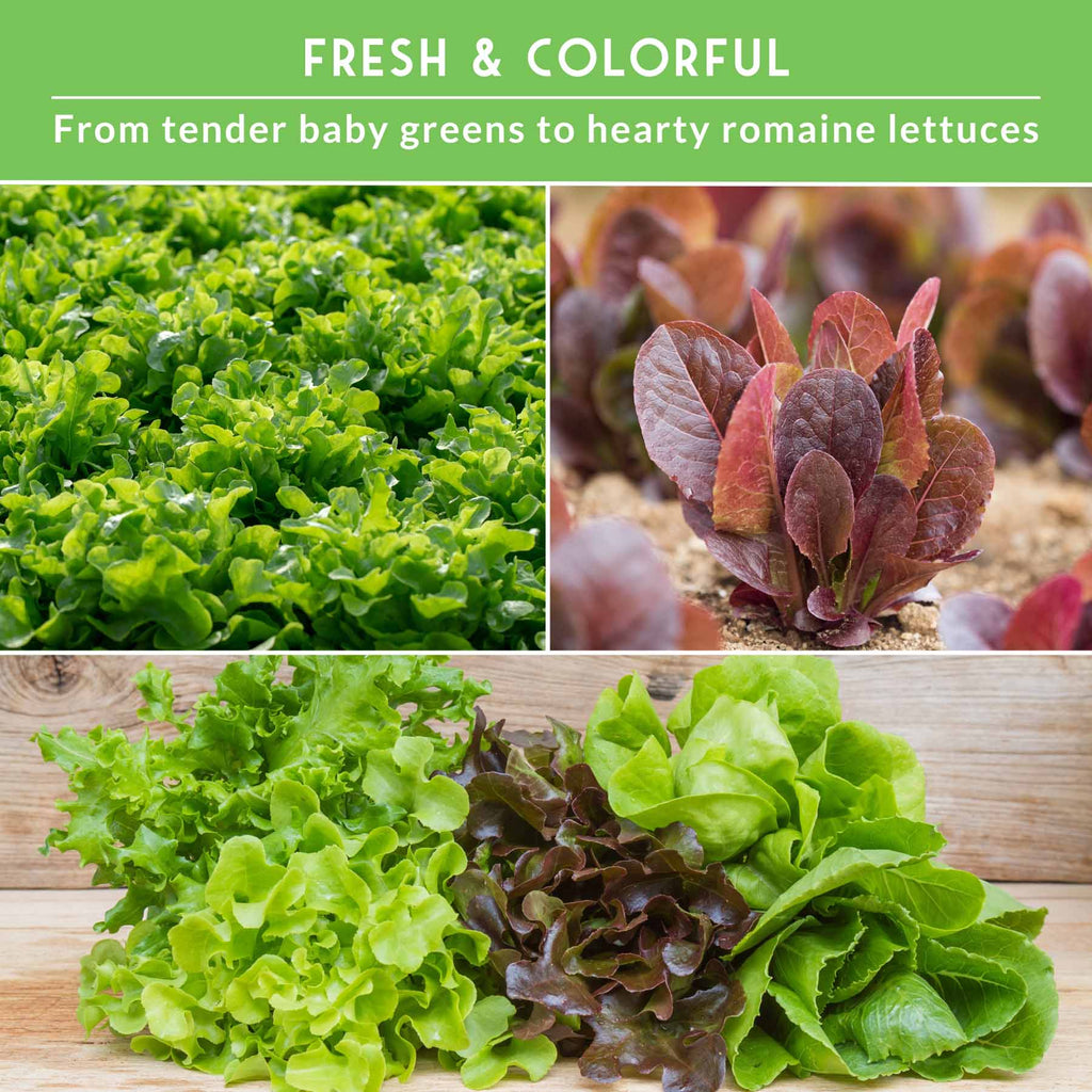 10 Lettuce Seed Collection – Looseleaf, Romaine, Butterhead & Crisphea ...