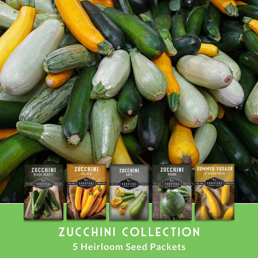 Zucchini & Summer Squash Seed Collection – Black Beauty, Round, Golden ...