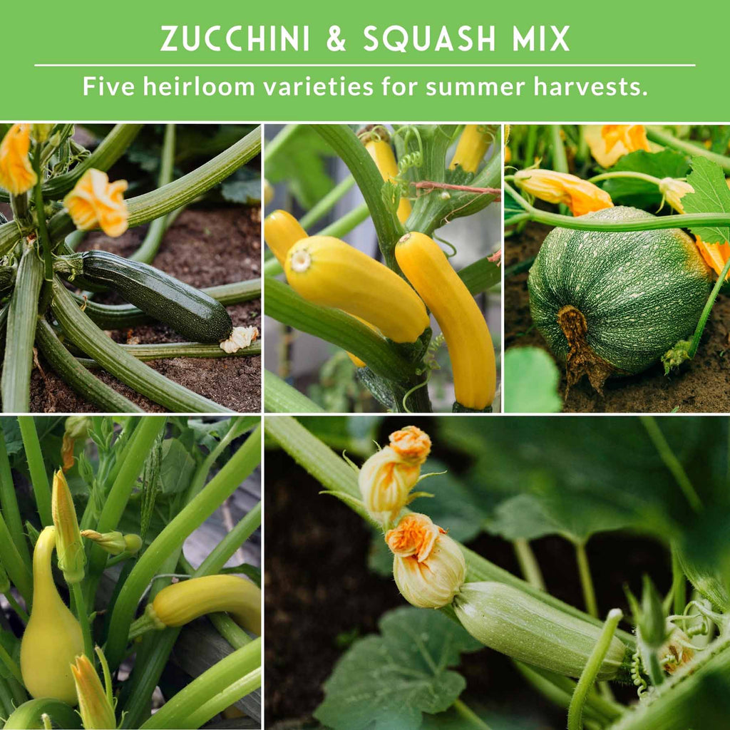 Zucchini & Summer Squash Seed Collection – Black Beauty, Round, Golden ...