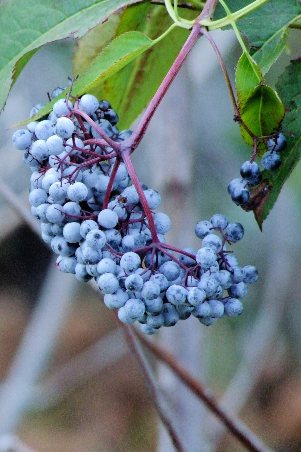 50 BLUE ELDERBERRY Sambucus Cerulea Arizona Blue Elder Tree Shrub Frui ...