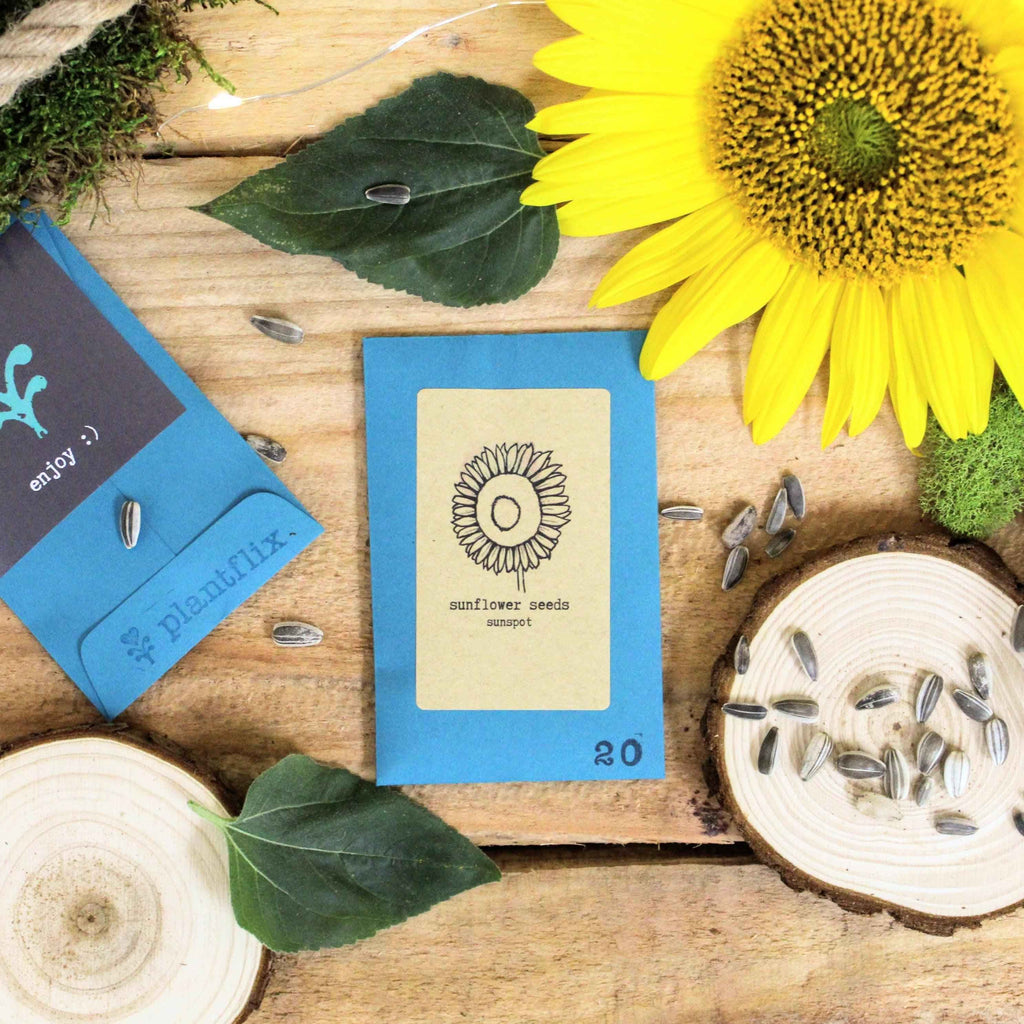 Dwarf Sunflower Beginner Grow Kit – Shortcake Farms