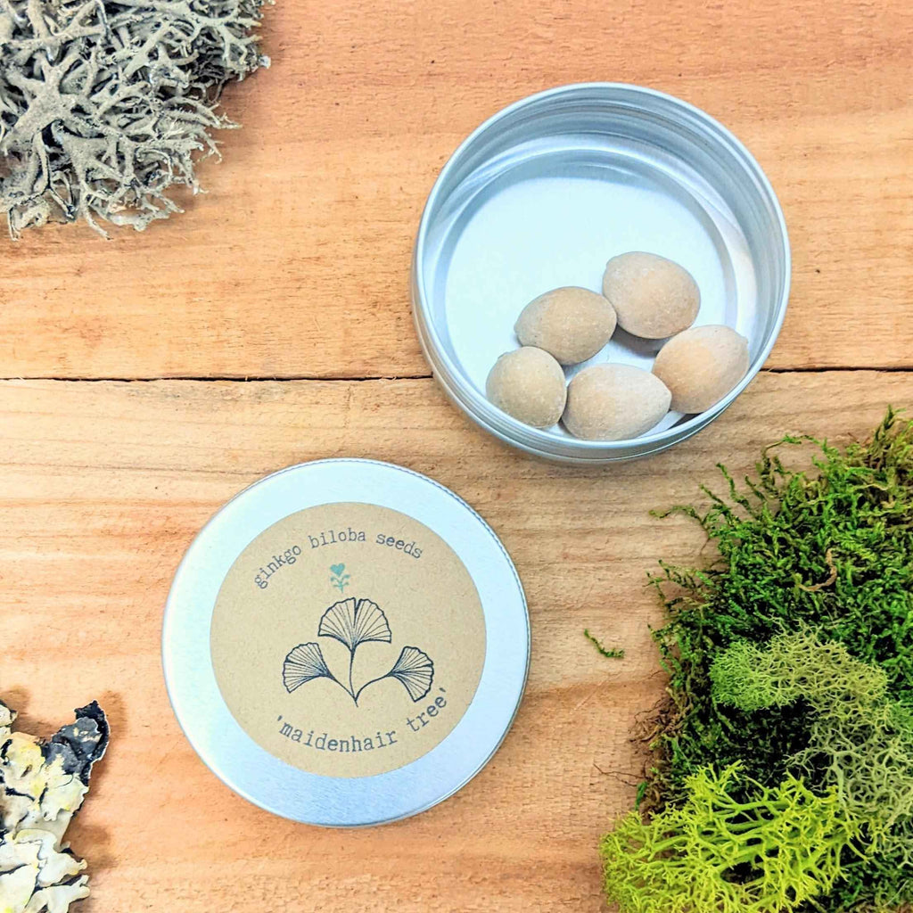 Ginkgo Biloba 'Maidenhair Tree' Seeds – Shortcake Farms