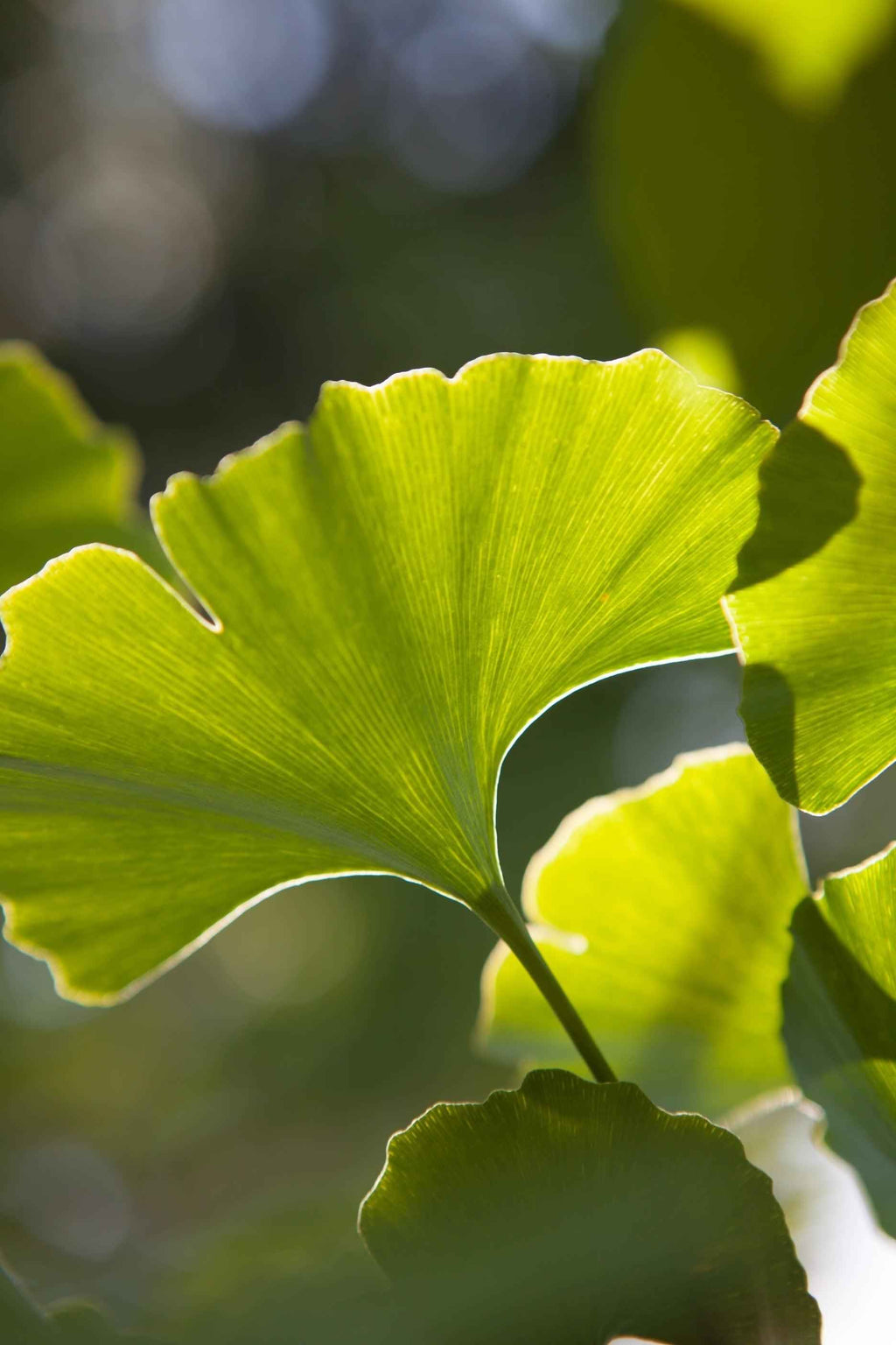 Ginkgo Biloba 'Maidenhair Tree' Seeds – Shortcake Farms