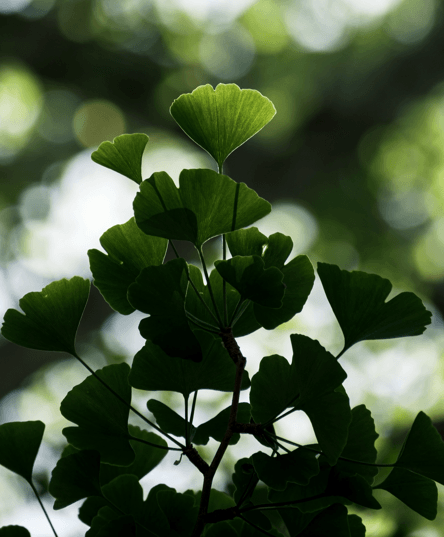 Ginkgo Biloba 'Maidenhair Tree' Seeds – Shortcake Farms