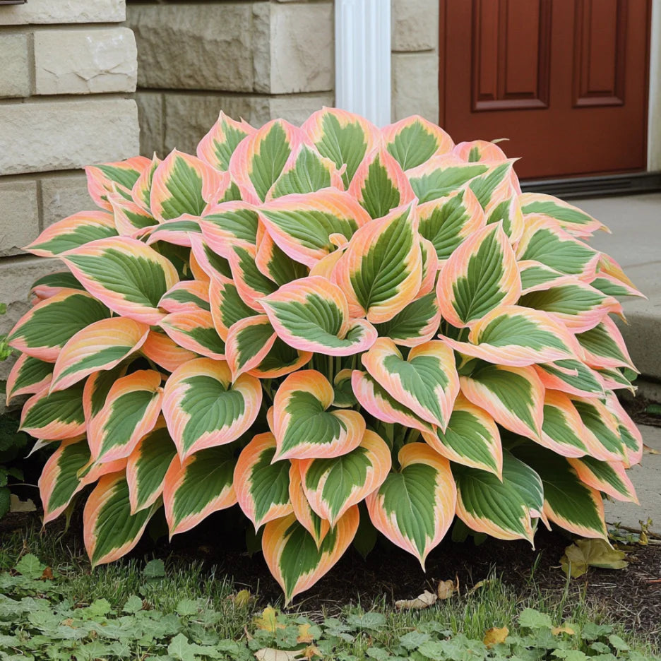 Rare Orange and Pink Hosta Seeds – Unique Hybrid Foliage Colors for Sh ...