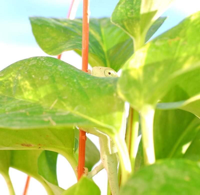 20 FORDHOOK LIMA BEAN Phaseolus Lunatus Bush Bean Vegetable Seeds ...