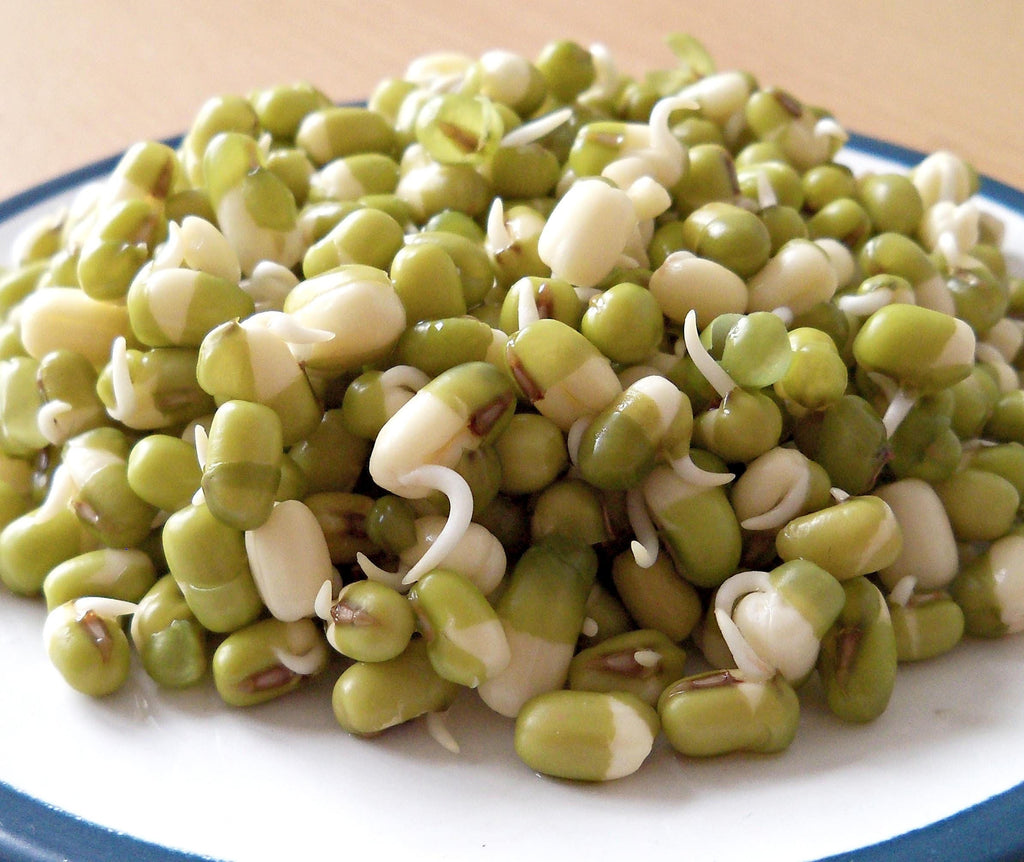 150 MUNG BEAN Moong Sprouts Golden Gram Green Vigna Radiata Vegetable ...
