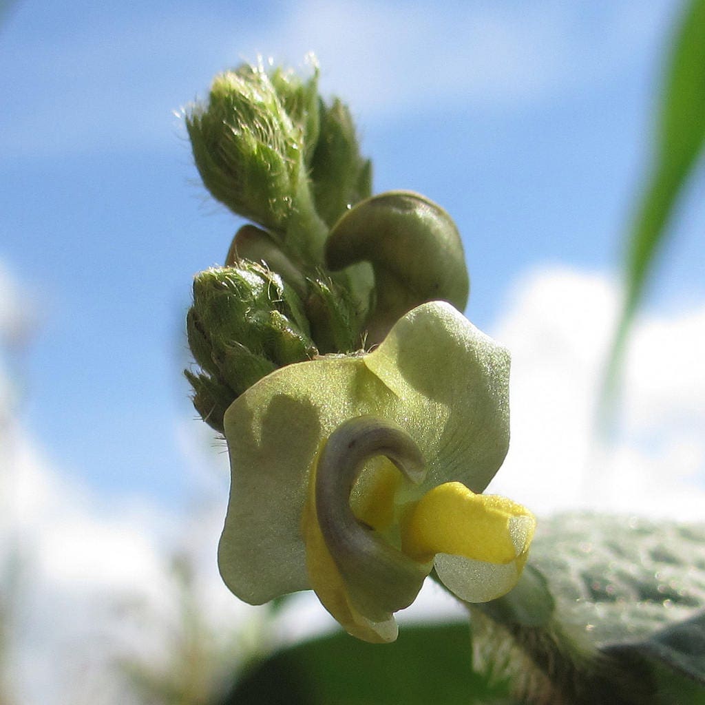 150 MUNG BEAN Moong Sprouts Golden Gram Green Vigna Radiata Vegetable ...