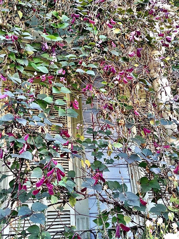 10 Ruby Moon HYACINTH BEAN Lablab Purpureus Blue Purple White Flower O ...