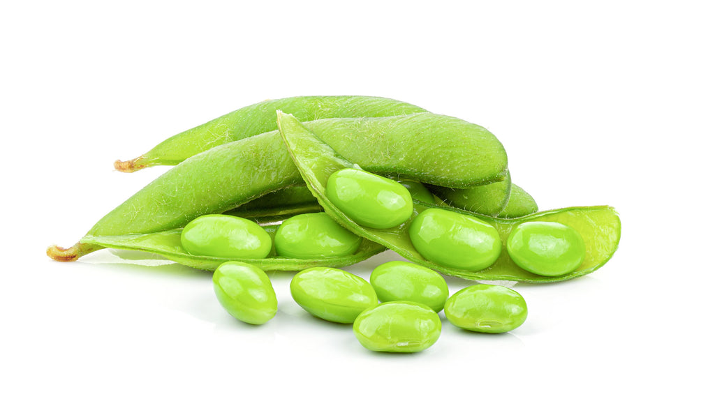 20 Organic MIDORI GIANT SOYBEAN Edamame Glycine Max Green Bean Legume ...