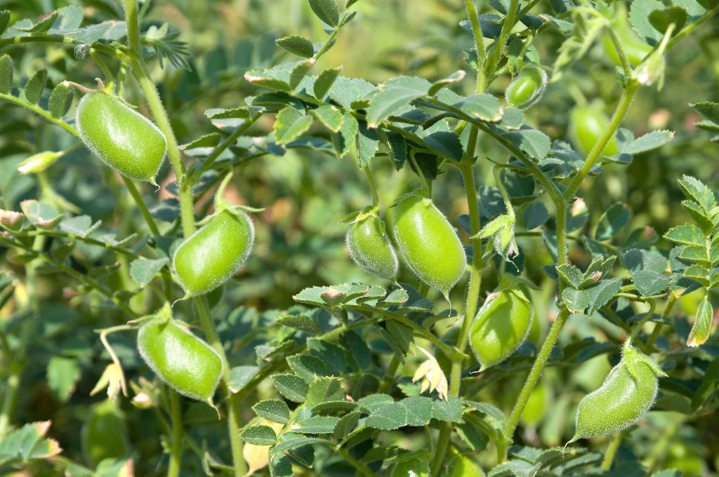 25 GREEN CHICK PEA Chickpea aka Garbanzo Bean Green Chana Cicer Arieti ...